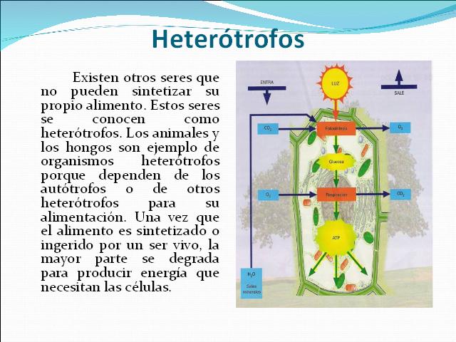 Escuela 23 6°B: Autótrofos y heterótofos