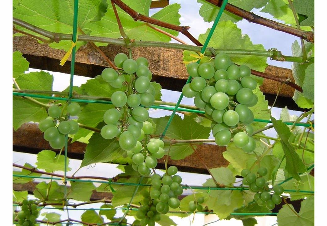 Floras Lovers ... All About Gardening: Anggur Pertama Ku ...Isabella