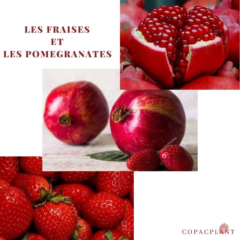 COPACPLANT - MAROC: FRUITS