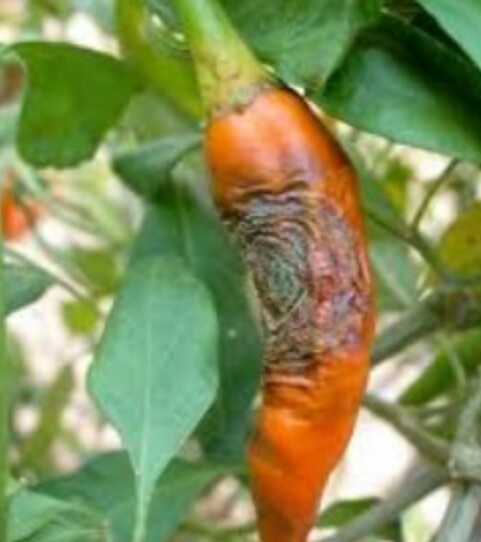 PERTANIAN ITU NADI KEHIDUPAN: Apa Itu Antraknos