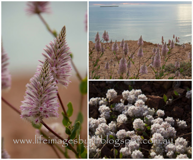 Life Images by Jill: For love of the Mulla Mulla - Western Australian ...