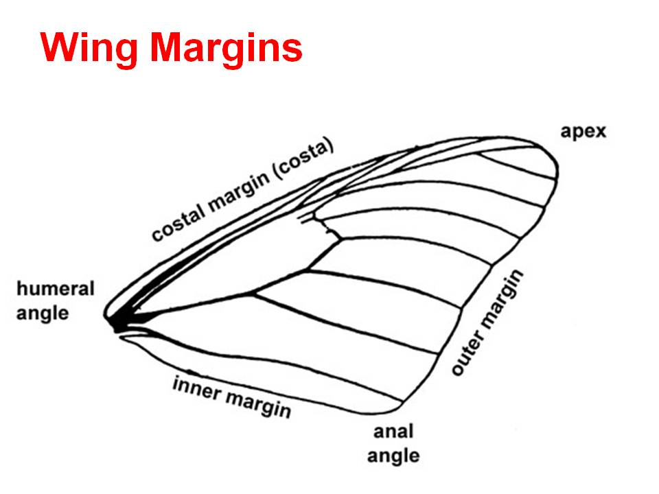 Insect wing, Modifications and Copulation