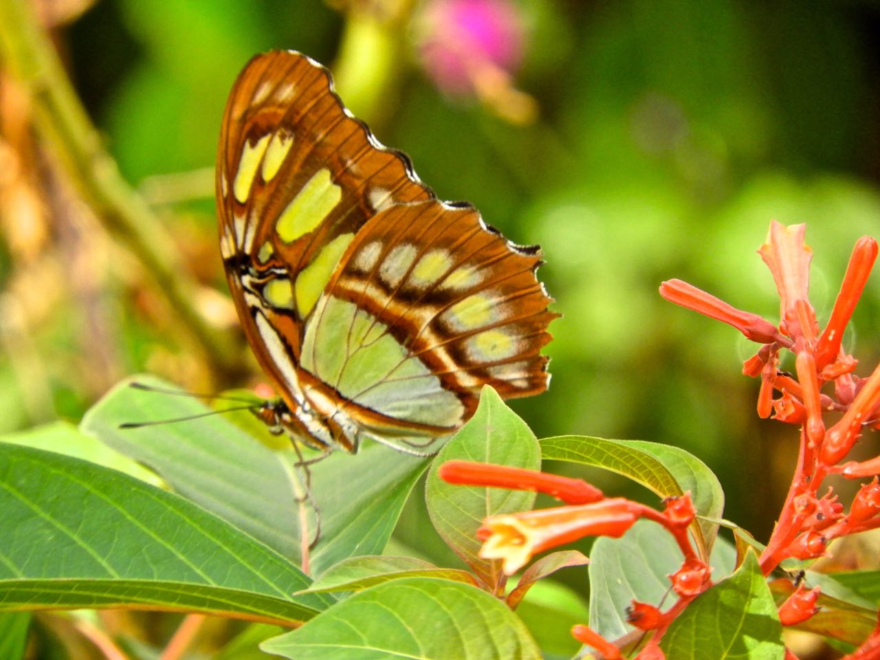 Phoenix Daily Photo: The Fall Butterflies Are Here
