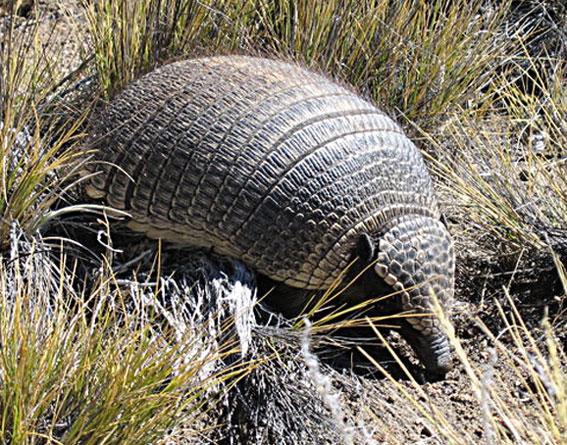 Un paseo por el reino animal: QUIRQUINCHO