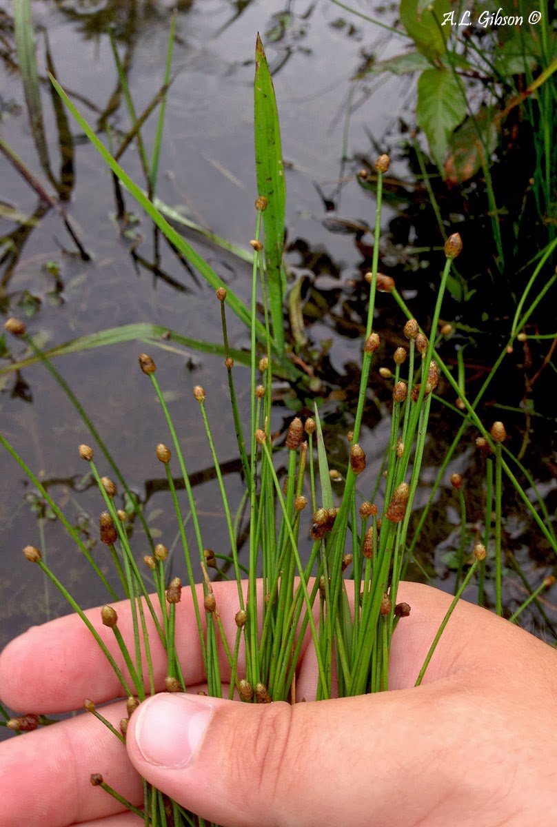 The Buckeye Botanist: Showcase on the Sedges (Cyperaceae)