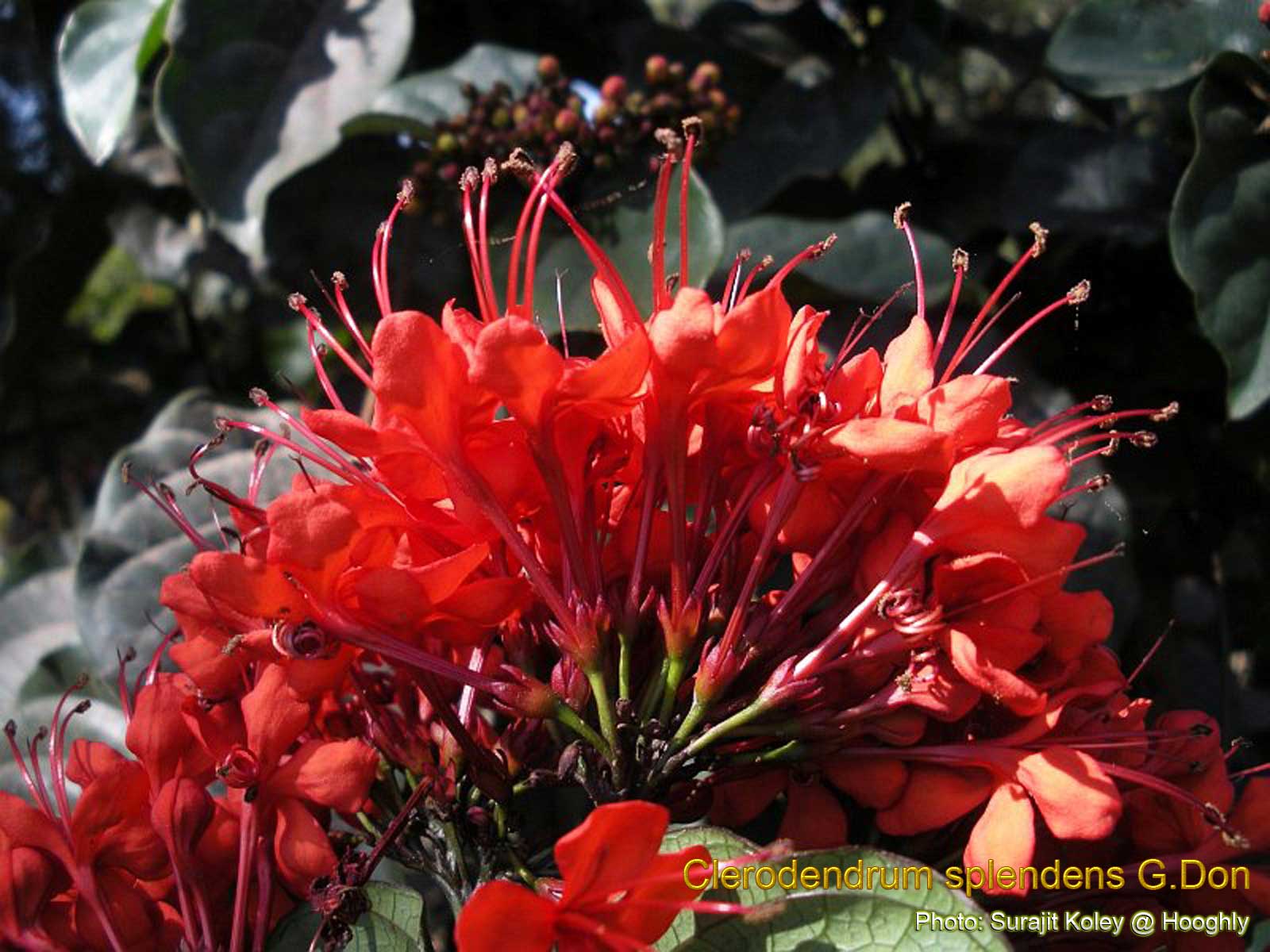 Medicinal Plants: Clerodendrum splendens Flaming Glorybower Pagoda ...