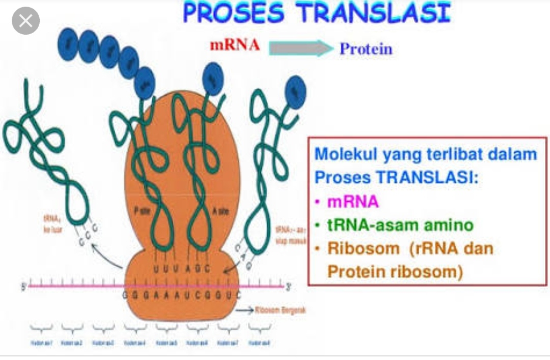 Sintesis Protein: Proses Transkripsi dan Translasi