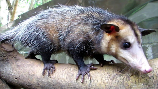 BLOG OCTAVO 2020: marzo 2020