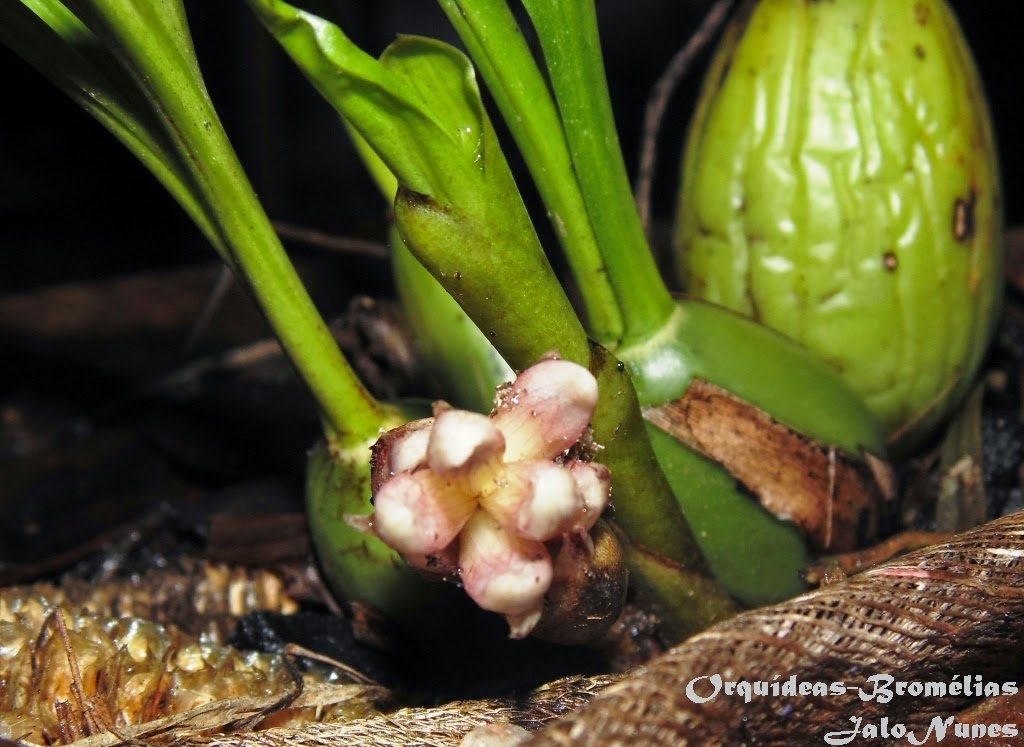 ORQUÍDEAS * BROMÉLIAS: 179 - Orquídea: Xylobium Foveatum