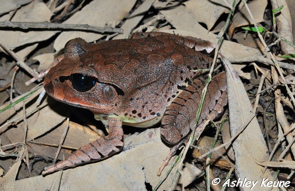 Australian Frogs Photography: KEUNEA PHOTOGRAPHY