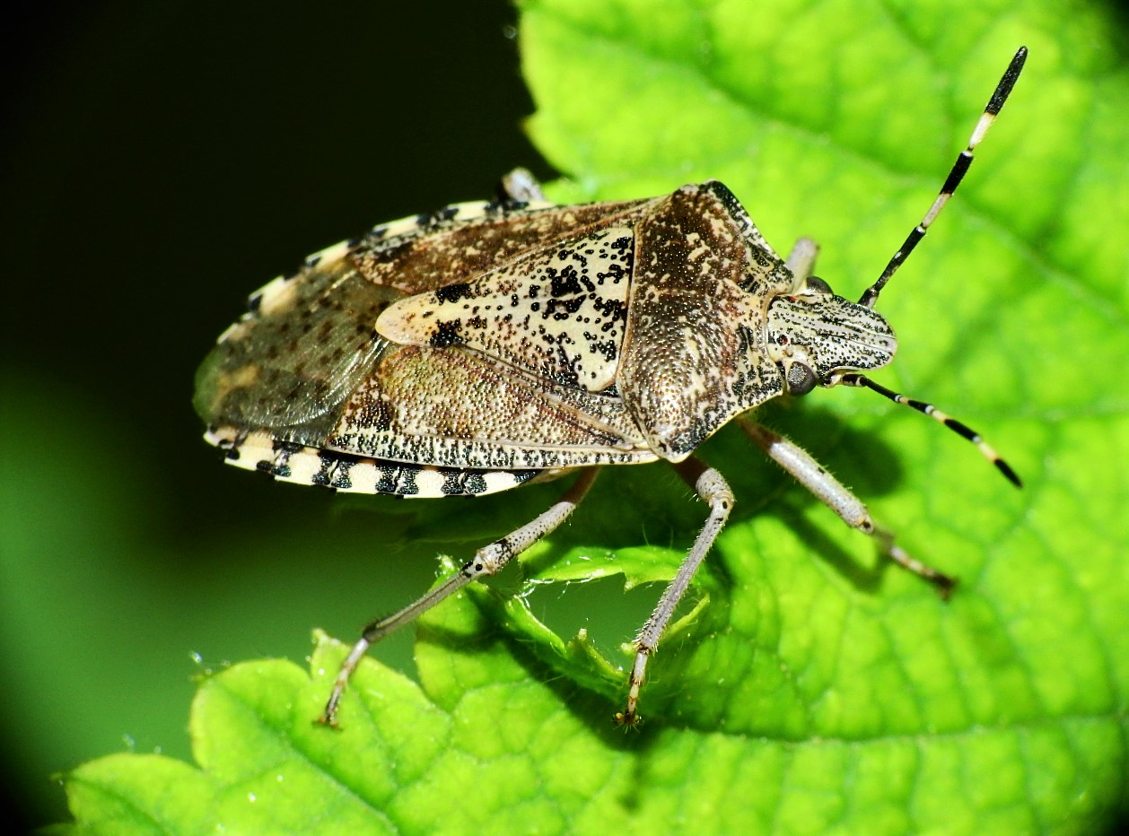 El Saúco - Industrias y andanzas de un naturalista ibérico: Tres ...