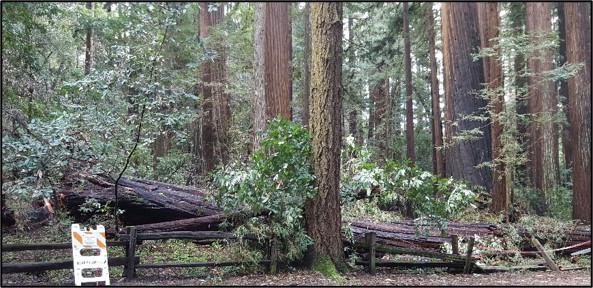 Historic Tales of Henry Cowell Redwoods State Park ----- Big Trees ...