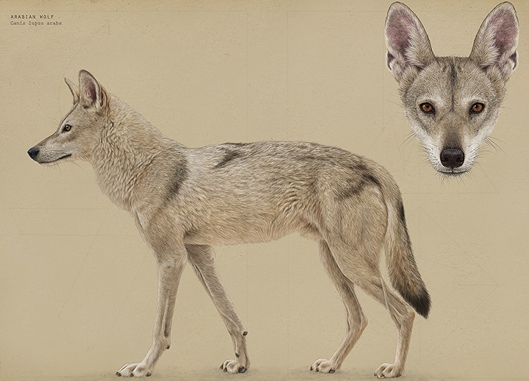 ¿BAILAMOS CON LOBOS?: LOBO ARABE : CANIDO MAS GRANDE DE ARABIA