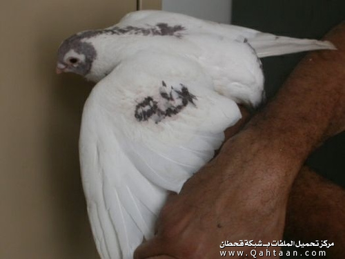 the miracles of allah | the miracle of allah | miracle of allah ...