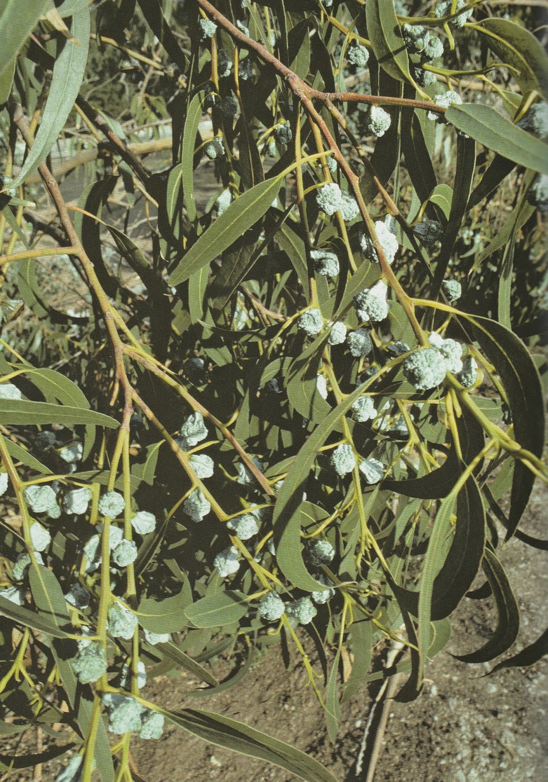 Medicinal Plant: Eucaliptus