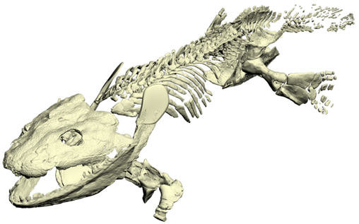 Notion of Evolution: Evolution of the Pentadactyl Limb