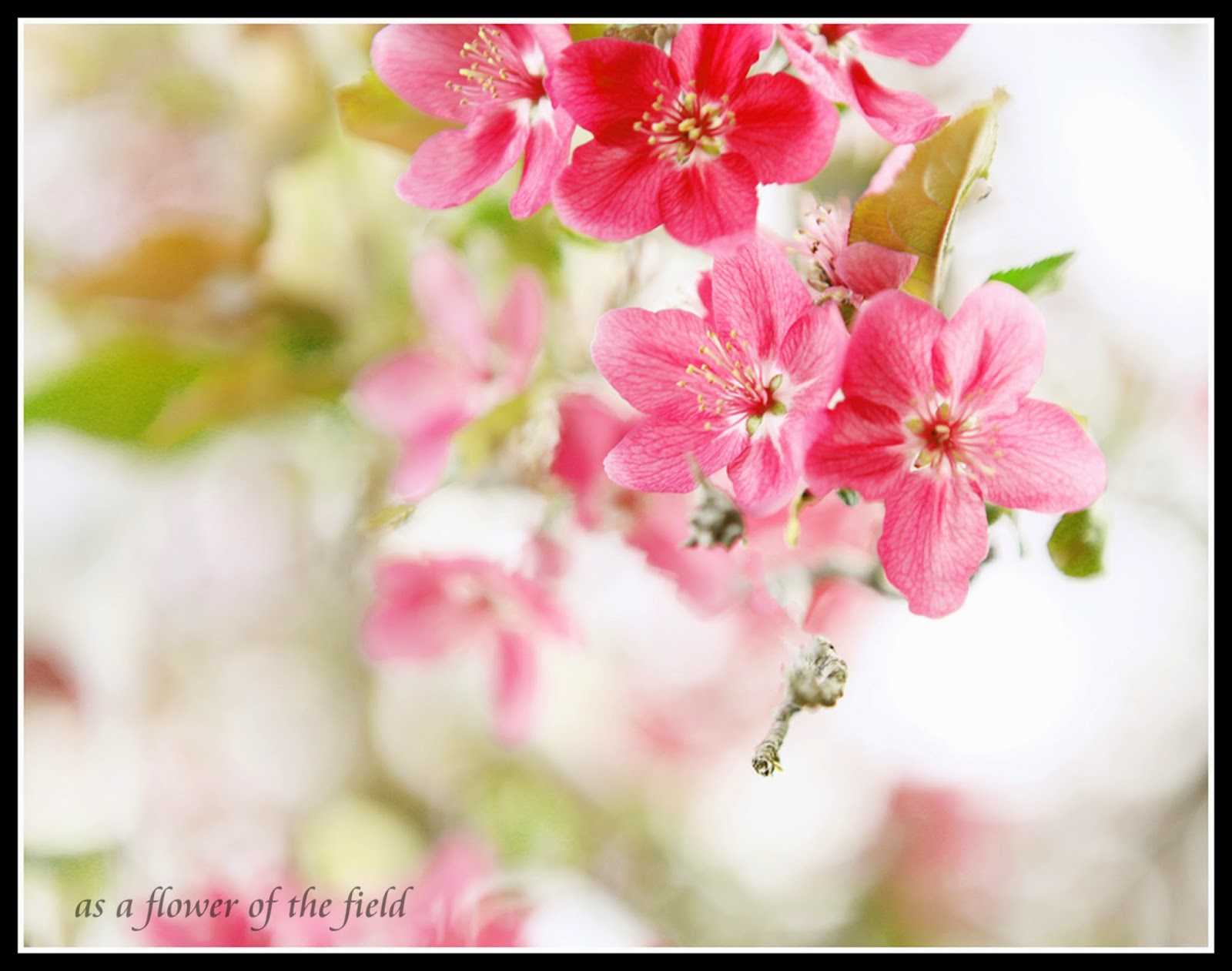 As a Flower of the Field: Worship Part One - Praising God though the Pain