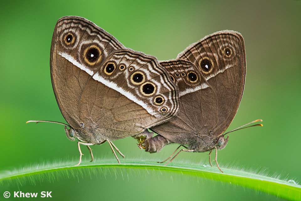 Butterflies of Singapore: Sexual Dimorphism : Part 1