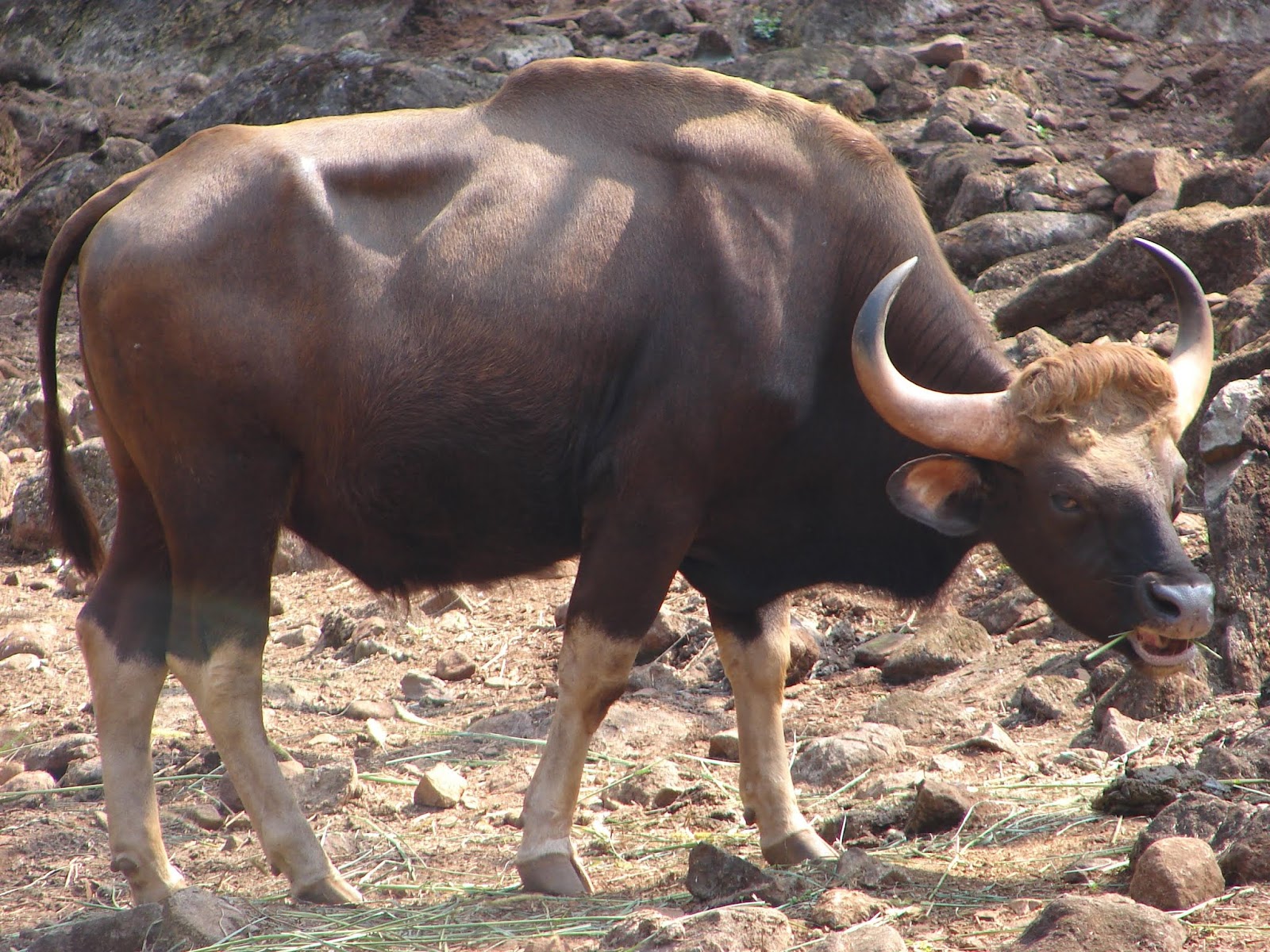 High-Quality Animal Images Pack 6-Pics RizNow