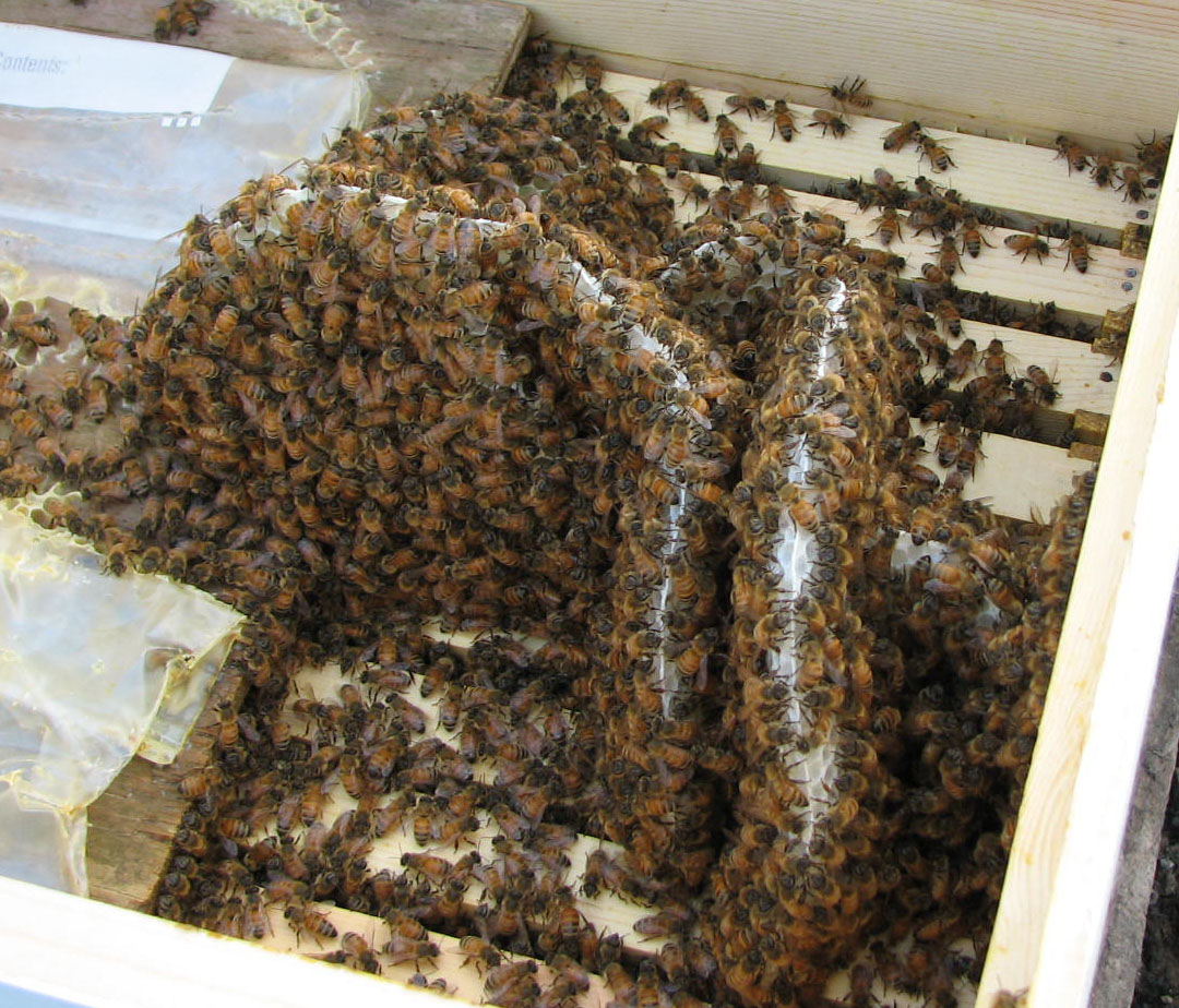 Mustang Dreams....: Bee Hive Update...