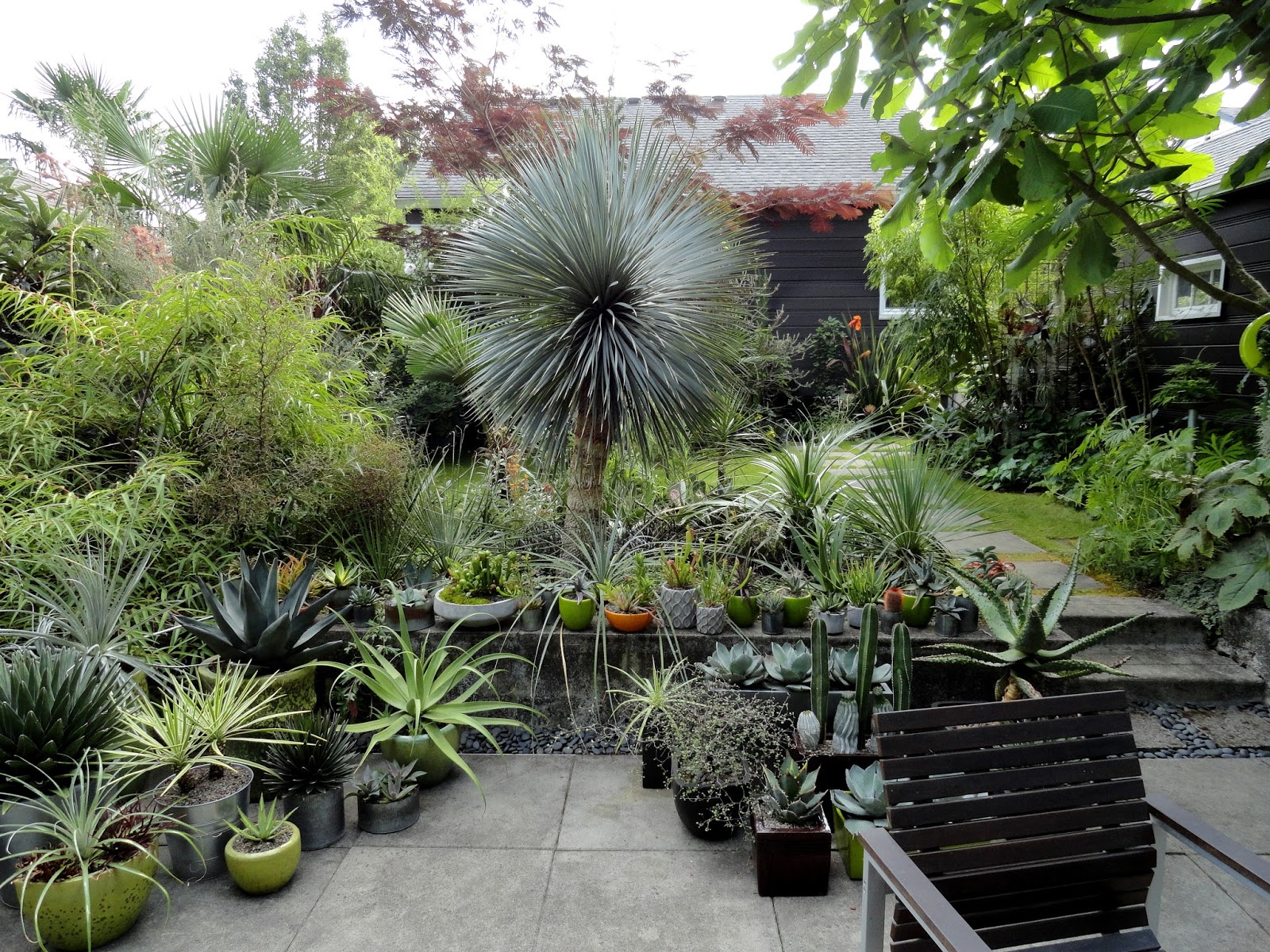 danger garden: Tour 2017, the back garden