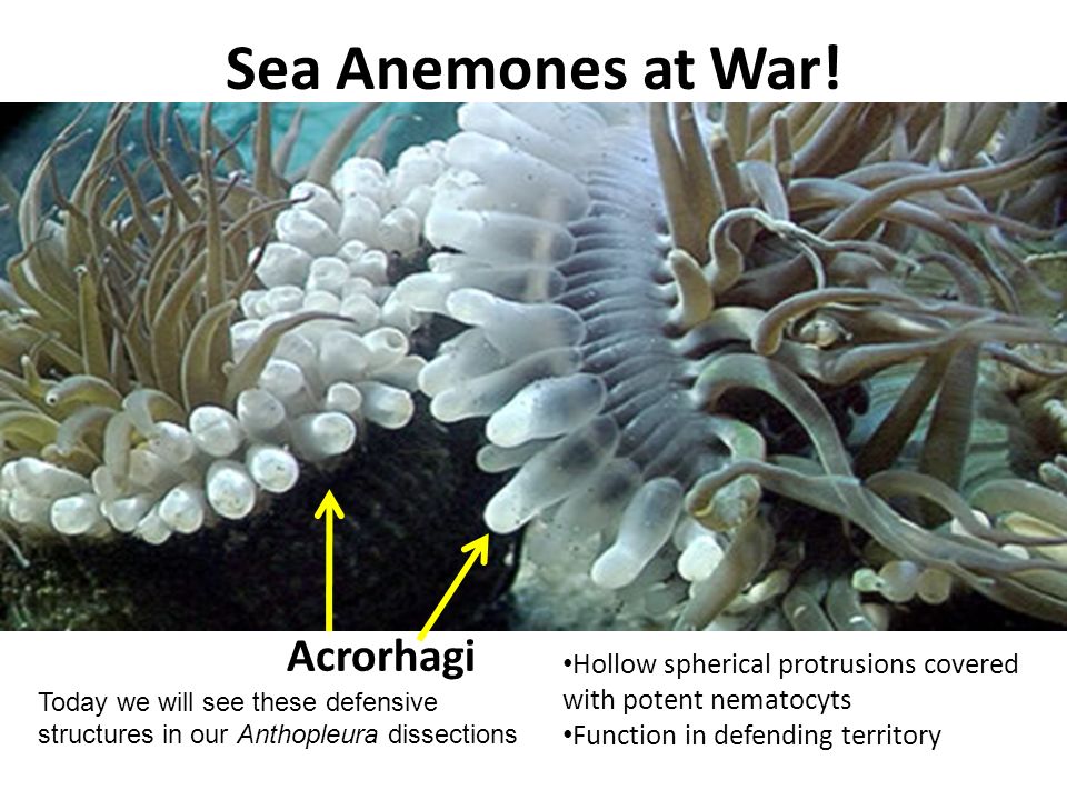 Celebrating Singapore Shores!: IYOR Intern's Take on Singapore's Marine ...