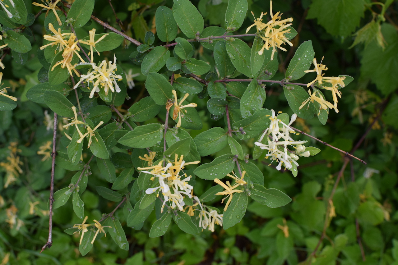 Jericho, Vermont Photos: Are we giving up without a fight? Honeysuckle ...