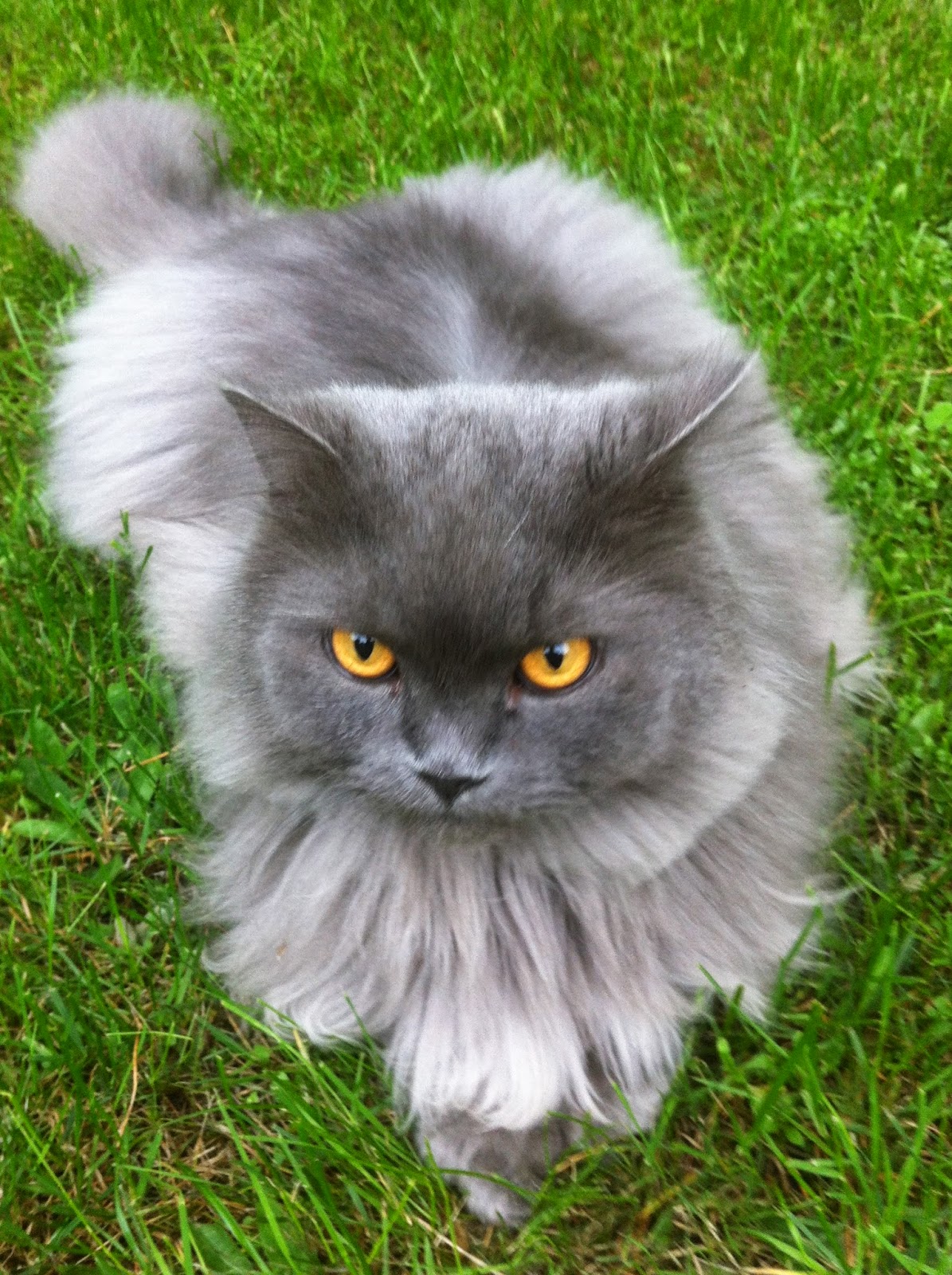 Koci Hotel Bella - Cat Hotel Bella: English