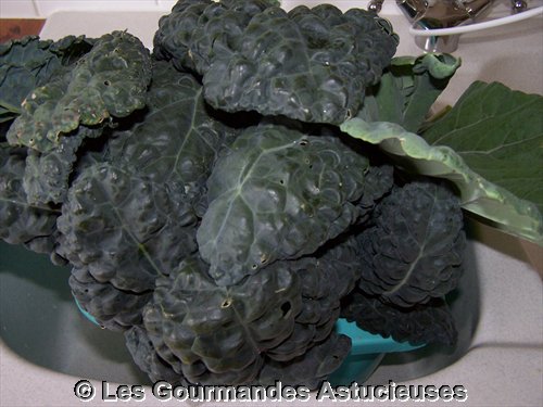 Chou palmier aux Bleues d'Artois
