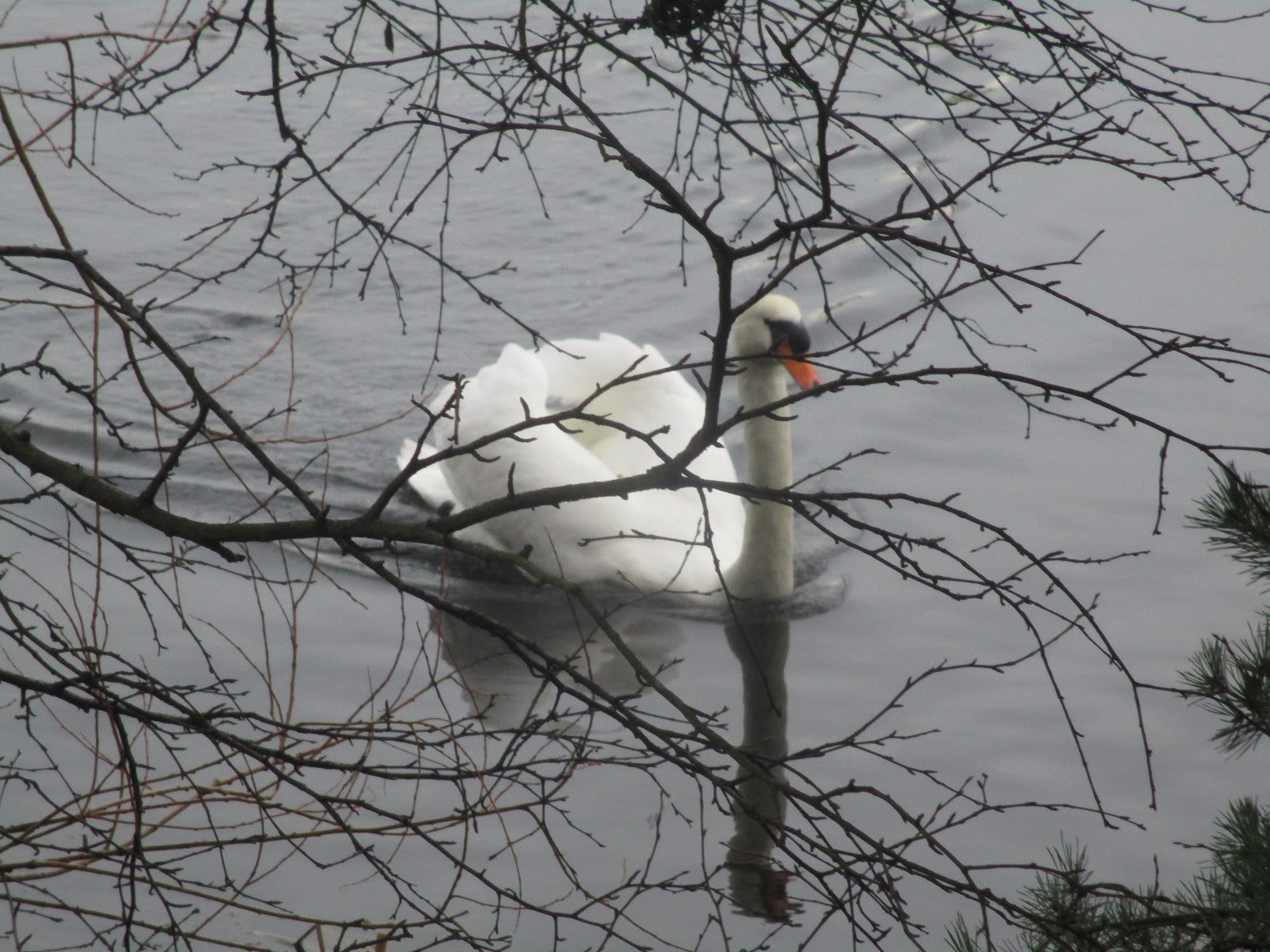 Swan Lake. Waterworks Park, North Belfast