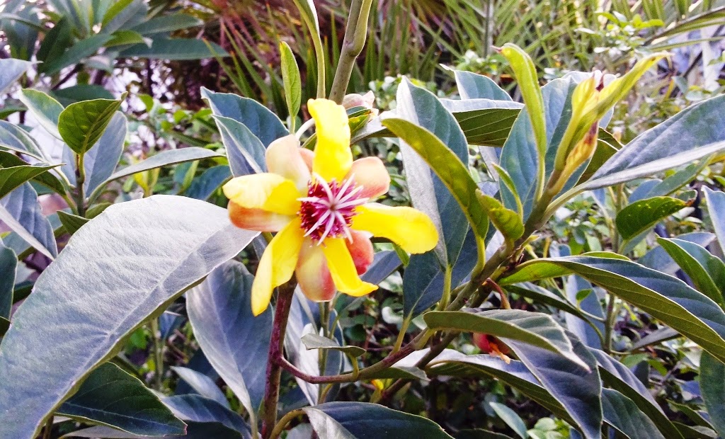 OUR PHILIPPINE TREES: September 2014