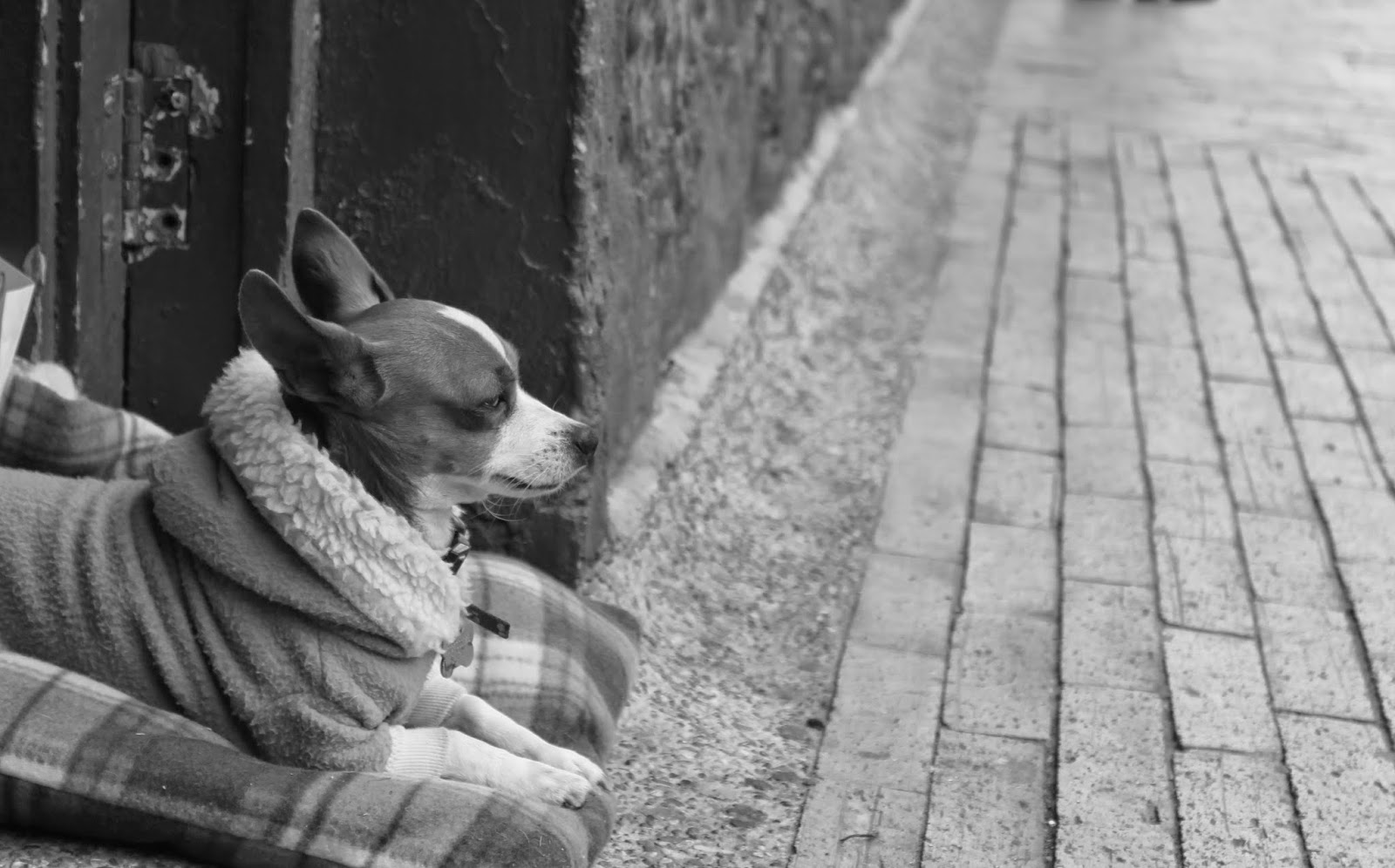 De Óxido y de Hueso: El perro esfinge y el tipo del tapabocas