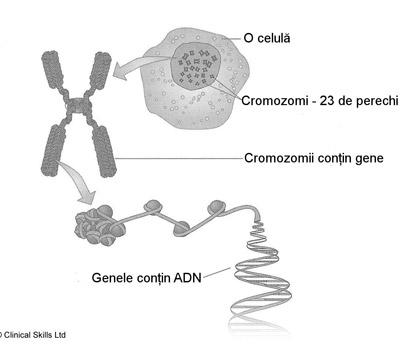 Cercetează: Cromozomii si rolul lor in formarea unei noi vieti
