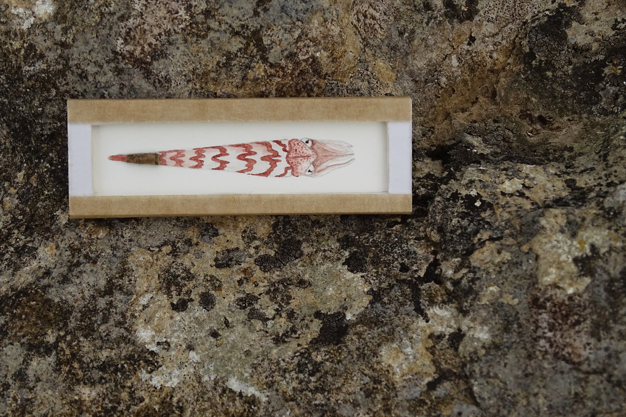 Microfossil Slides III : Watercolour Reconstruction Slides