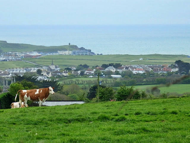 Mike's Cornwall: Farm Animals Seen In Cornwall