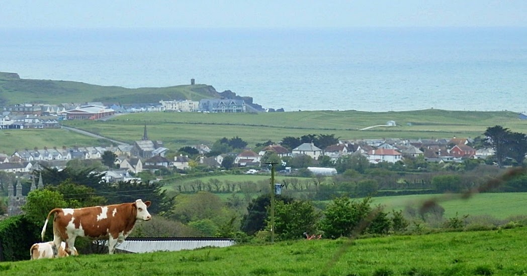 Mike's Cornwall: Farm Animals Seen In Cornwall