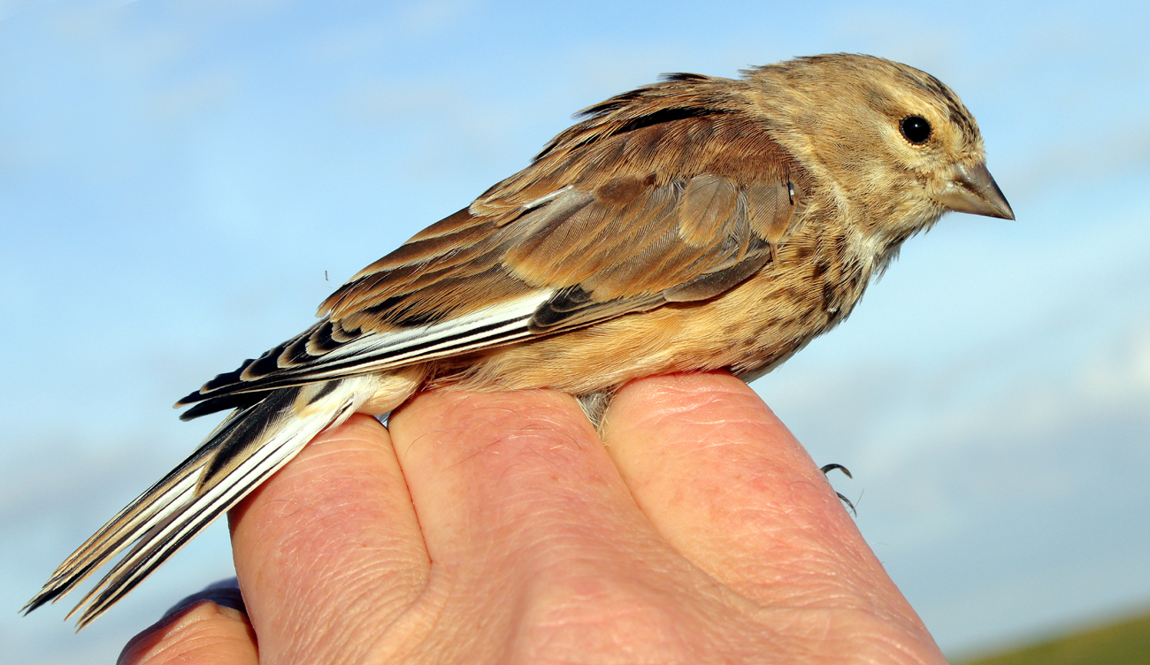 Another Bird Blog: Linnets Minus One