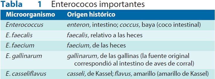 EL RINCÓN DE LA MEDICINA INTERNA. juanpedromacaluso@yahoo.com.ar ...