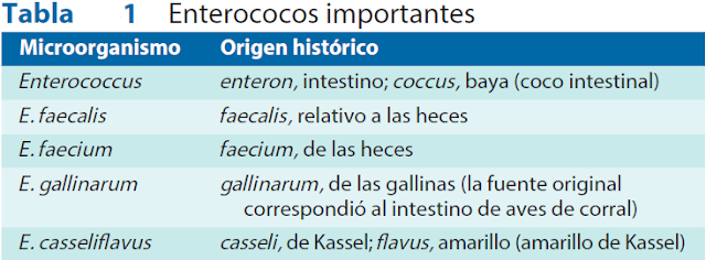EL RINCÓN DE LA MEDICINA INTERNA. juanpedromacaluso@yahoo.com.ar ...