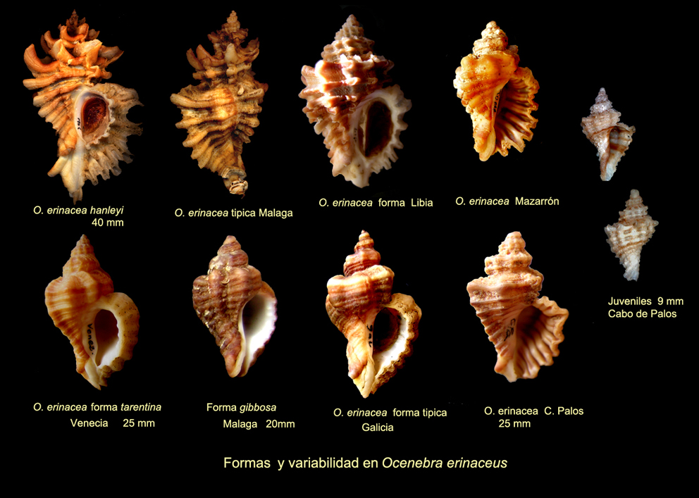MALACOLOGÍA MEDITERRÁNEA: MURICIDAE