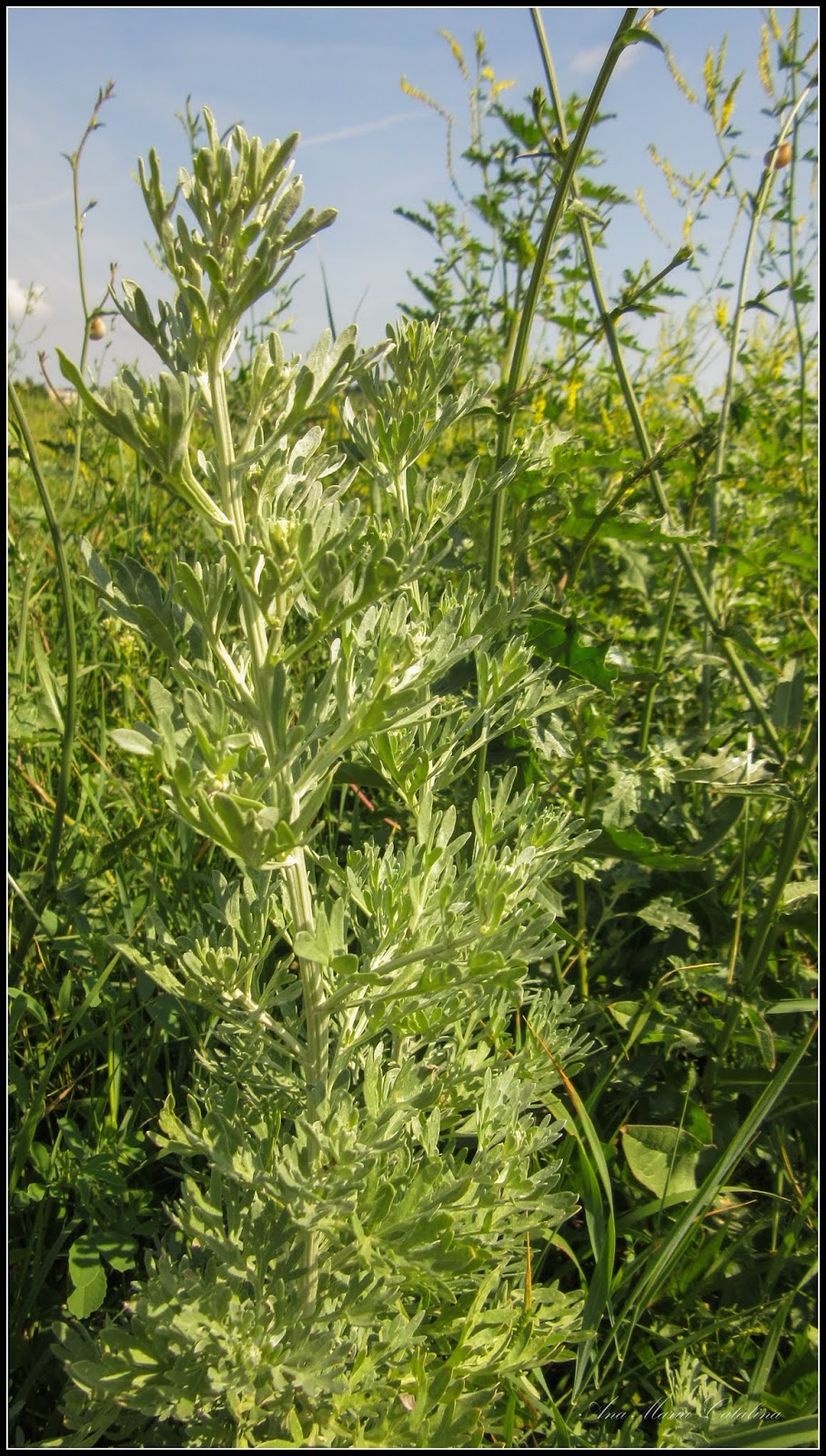 Lumea văzută din Turda: Pelin negru (Artemisia vulgaris)