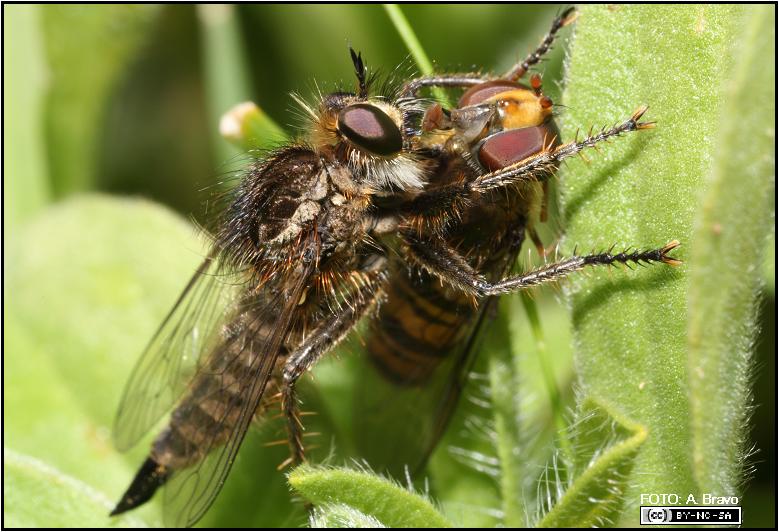 FAUNA AUXILIAR: FAMILIA ASILIDAE