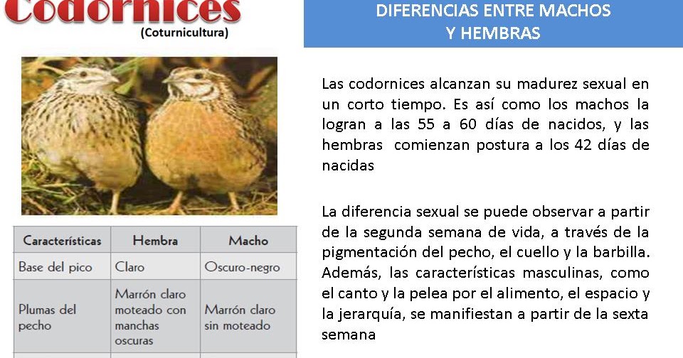 CRIANZA DE CODORNICES: CAPITULO 2 ~ SOMOS CUY PERU