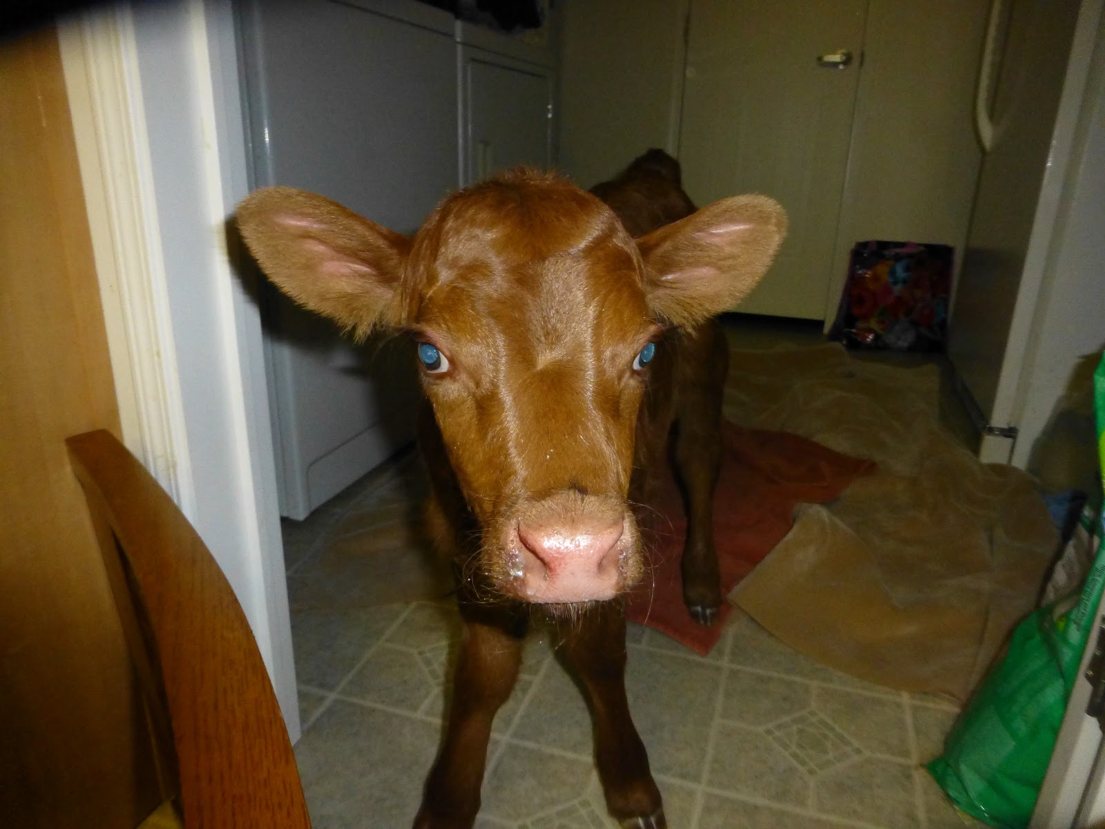 Moosters Meadows Dexters: A Poor Little Calf Who Had Lost Her Way....
