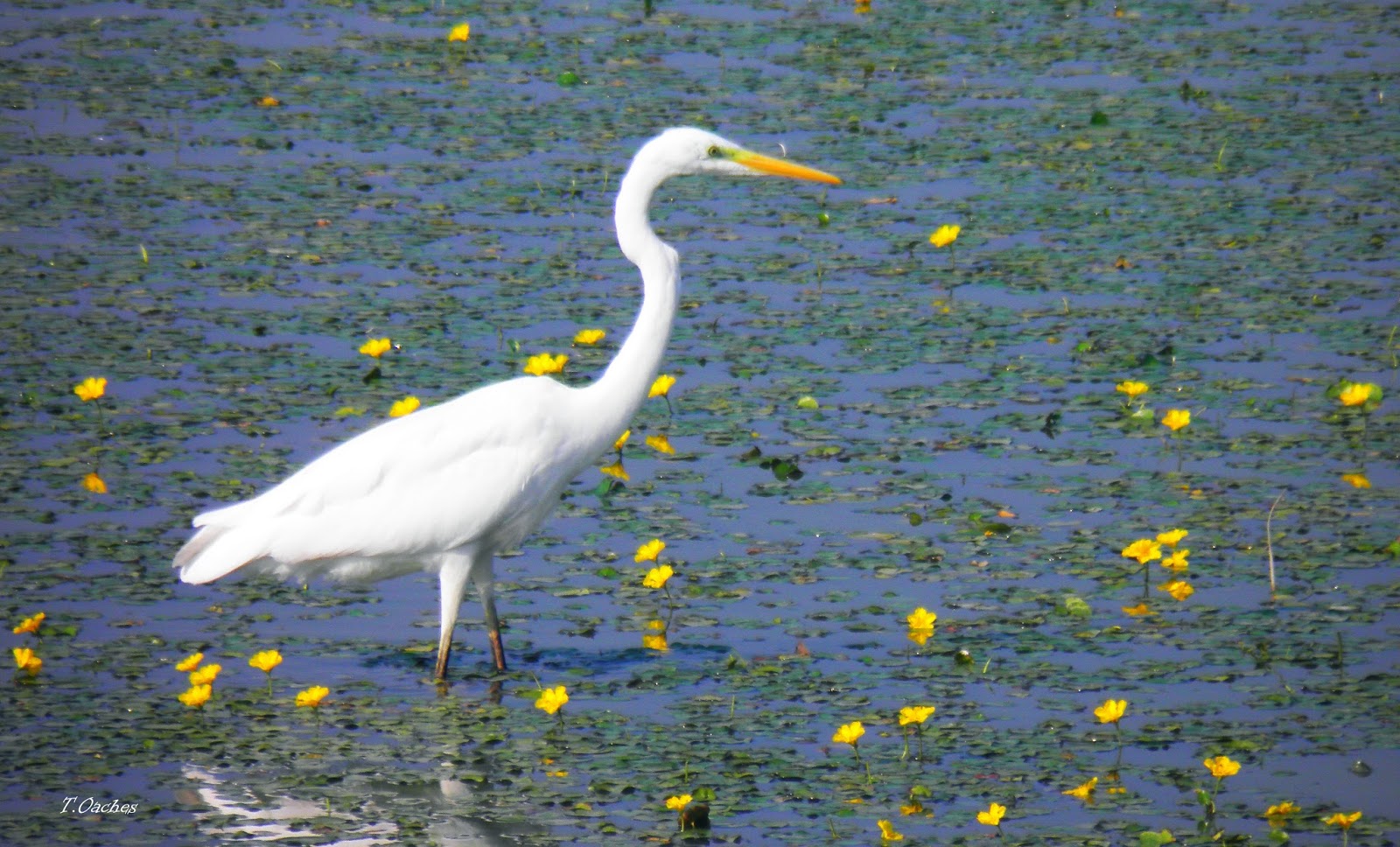 PASARI DIN ROMANIA: EGRETA MARE, Ardea alba