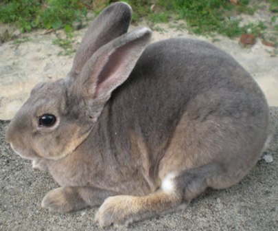 Saya Suka Arnab: OPAL MINI REX