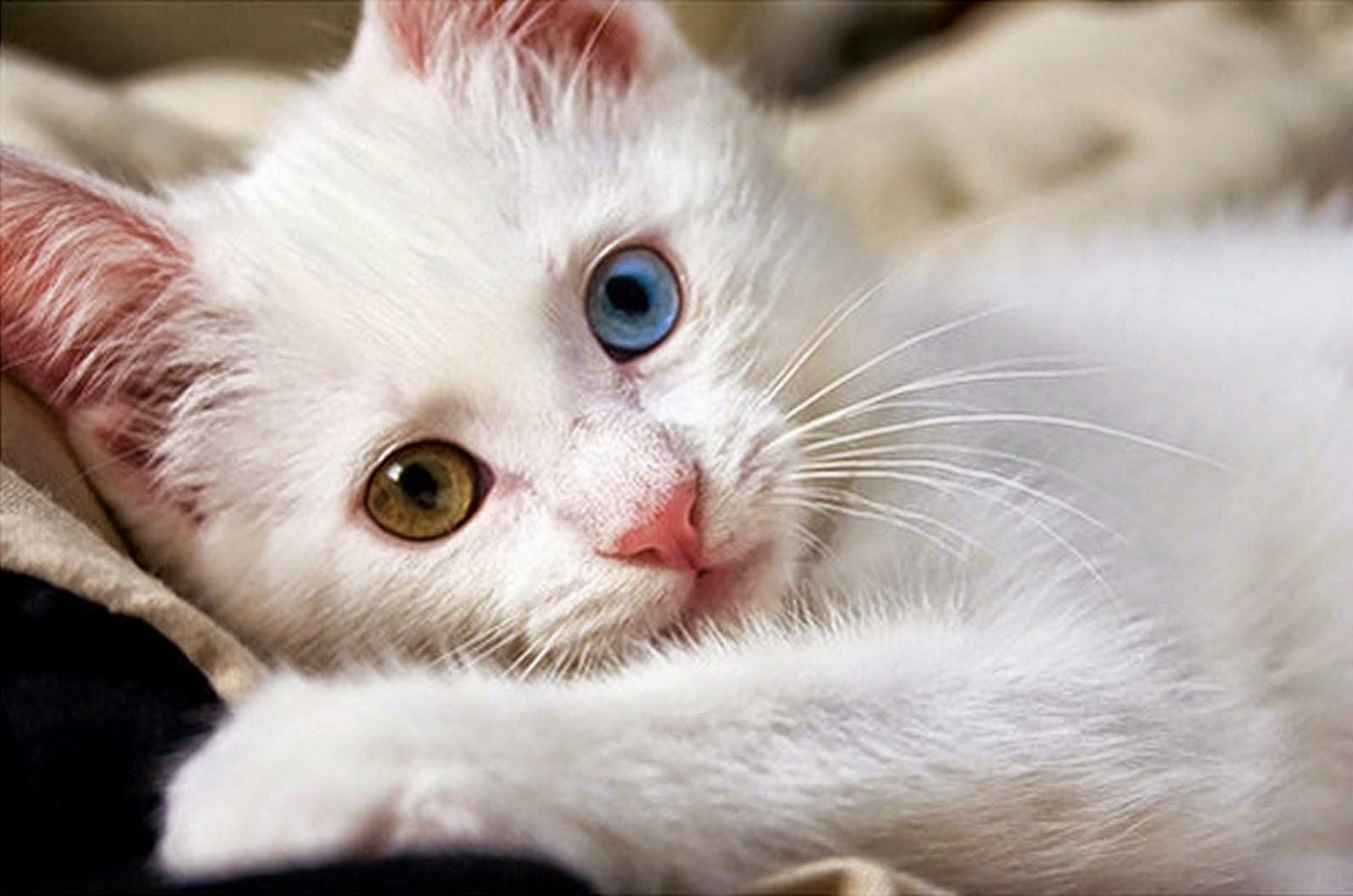 GATOS: El Gato Khao Manee