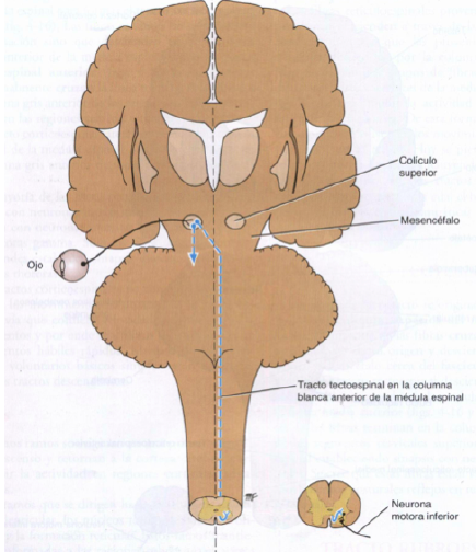 Neuroaprende : Tracto tectoespinal