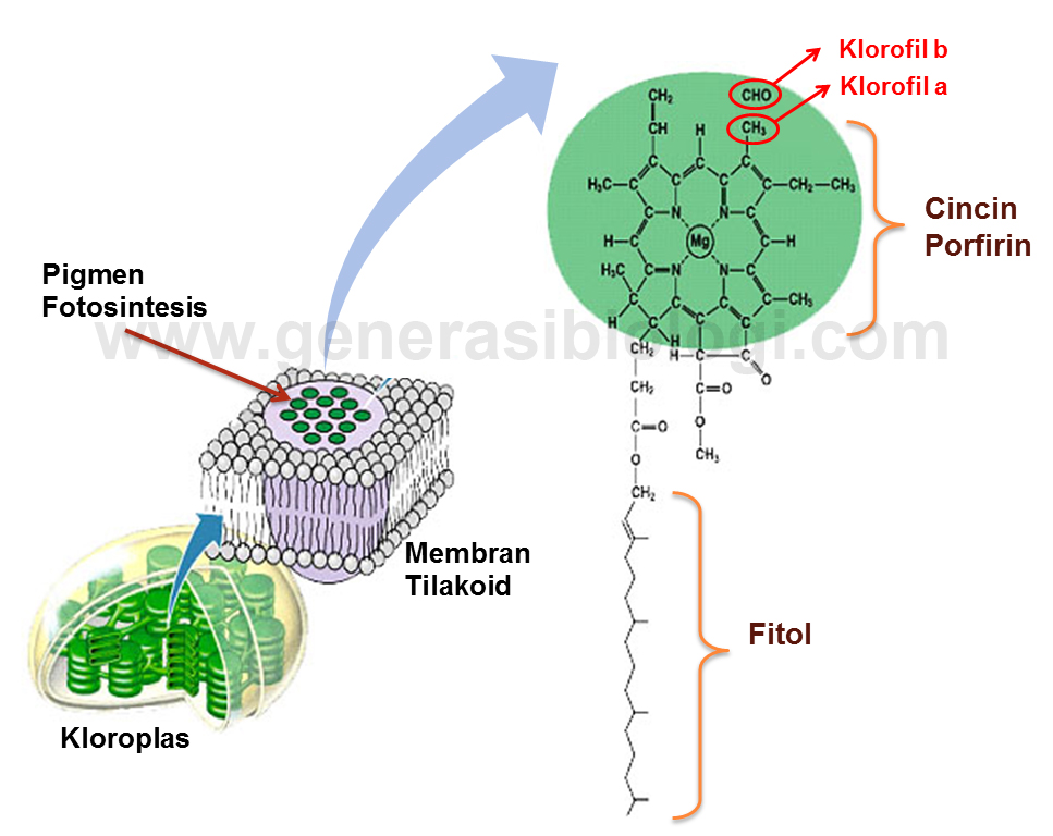 Uji Analisis Kadar Konsentrasi Klorofil Daun - Generasi Biologi