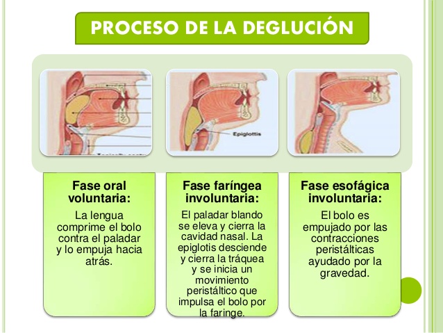 La Faringe y el Esófago